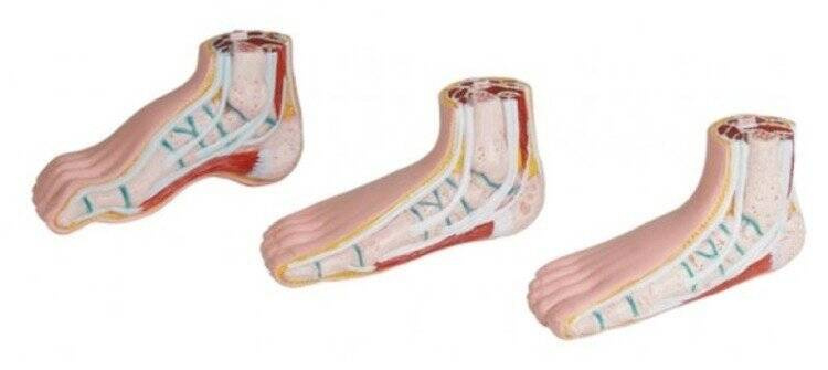 Modele stopy, 3 szt